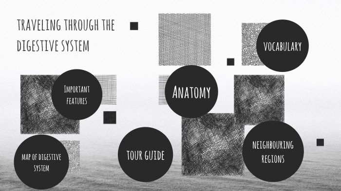 Digestive system brochure by Katie Johnson on Prezi