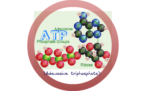 ATP Molecule by Thomas Cody on Prezi