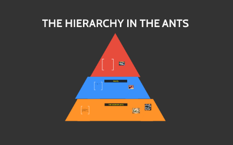 THE HIERARCHY IN THE ANTS by Cova del Prado on Prezi