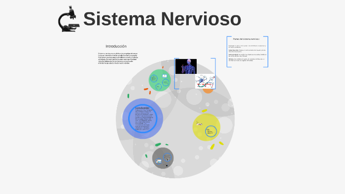 Sistema Nervioso by kimberly roldan on Prezi