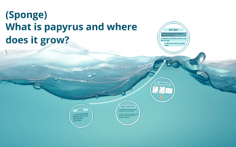 What is papyrus and where does it grow? by Morgan Bishop