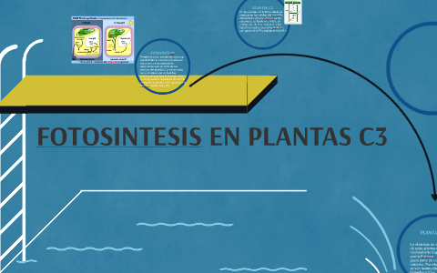 fotosintesis en plantas c3 by Marina Garcia Dorantes on Prezi