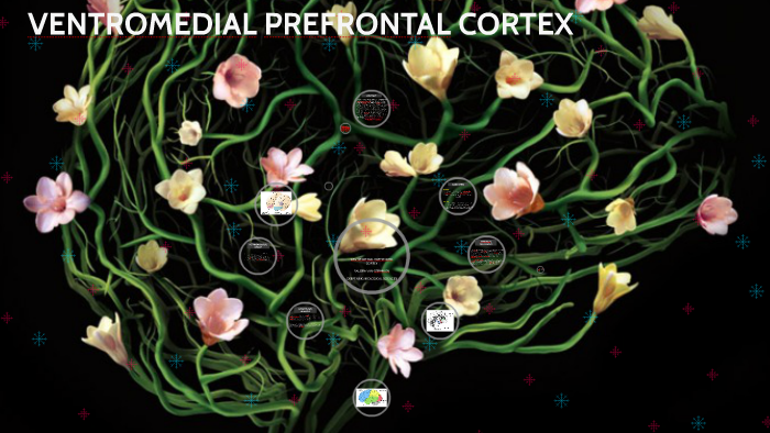 VENTROMEDIAL PREFRONTAL CORTEX by Valeria Van-Strahlen on Prezi