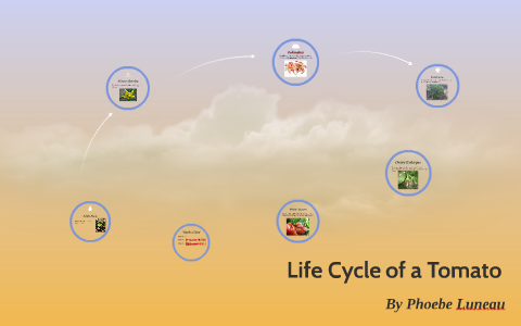 Life Cycle of a Tomato by Blue Class - RJH on Prezi