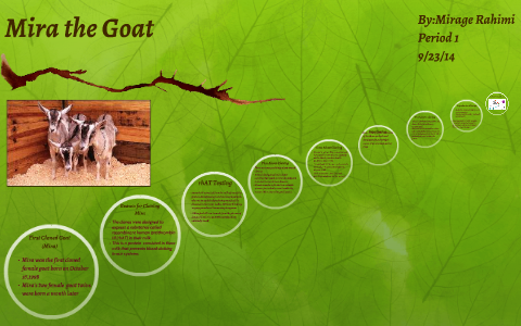 Mira the Goat by mirage rahimi on Prezi