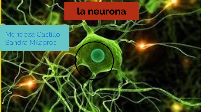 LA NEURONA by Sandra Milagros Mendoza Castillo on Prezi