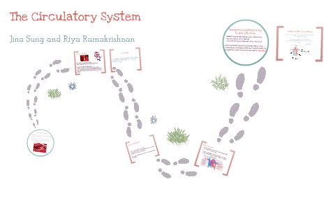 First Aid - The Circulatory System by Riya Ramakrishnan on Prezi