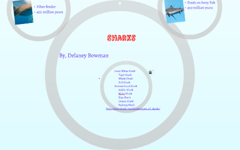 Sharks by Delaney Bowman on Prezi