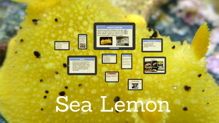 Sea Lemon by Ali Bergen on Prezi