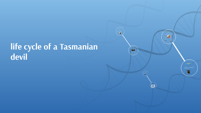 life cycle of a Tasmanian devil by baya tibbenham on Prezi