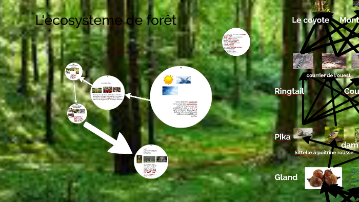 Les écosystème de foret by Jacob Tsin on Prezi