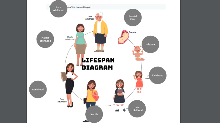 Lifespan Diagram by Vatsy 33 on Prezi