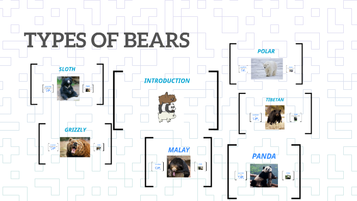 TYPES OF BEARS by Clàudia Mustarós on Prezi