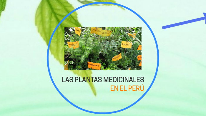 LAS PLANTAS MEDICINALLES EN EL PERÚ by renzo huillca on Prezi