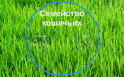 Львы by Ruslan Vasilev on Prezi