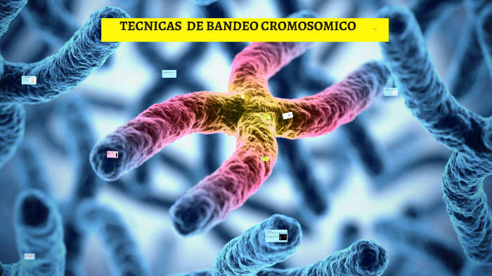 TÉCNICAS DE BANDEO CROMOSOMICO by Brigith Acevedo on Prezi