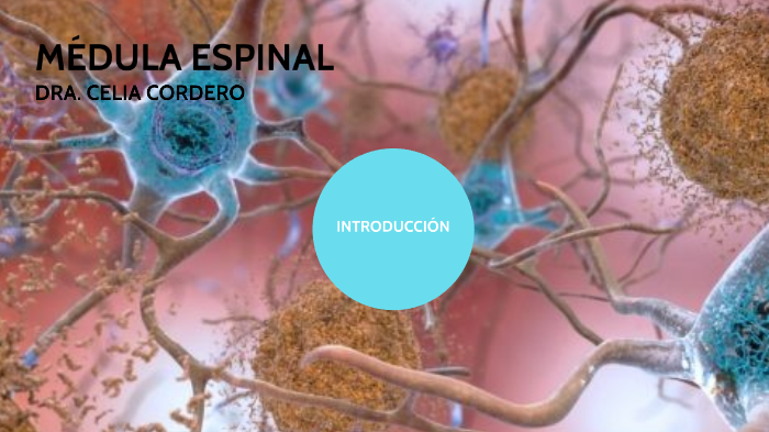 MÉDULA ESPINAL by Celia Cordero on Prezi