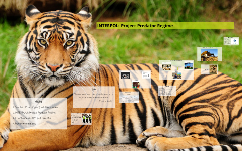 INTERPOL: Project Predator Regime by Burton Julius on Prezi