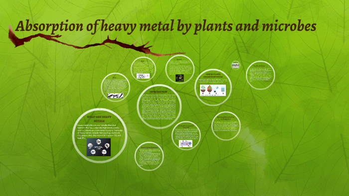 Absorption of heavy metal by plants and microbes by bilkis khuzema on Prezi