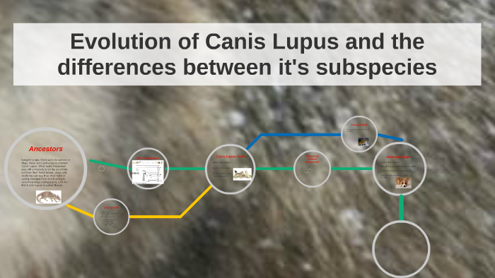 Evolution of Canis Lupus and the differences between it's su by Barry ...
