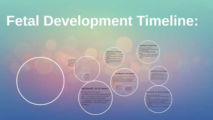 Fetal Development Timeline: by Josey Vickers on Prezi