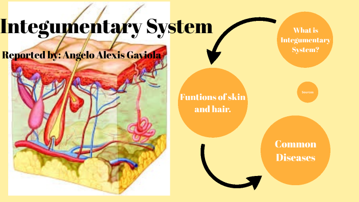 Integumentary System By Angelo Gaviola On Prezi 4928