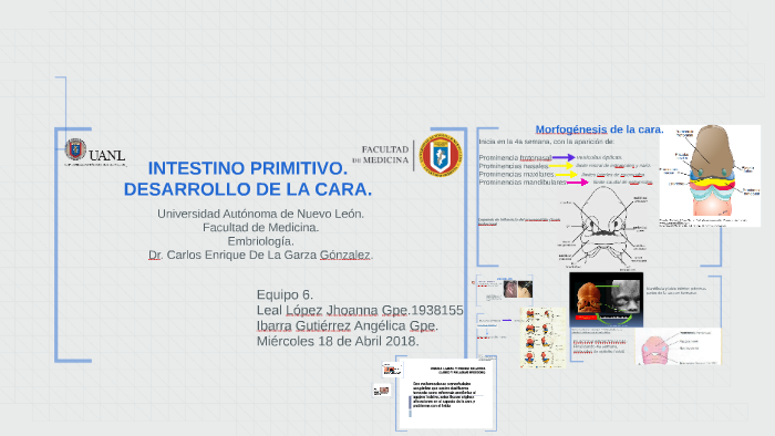 INTESTINO PRIMITIVO. by Jhoanna Leal on Prezi