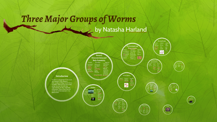 Three Major Groups of Worms by Natasha Harland on Prezi
