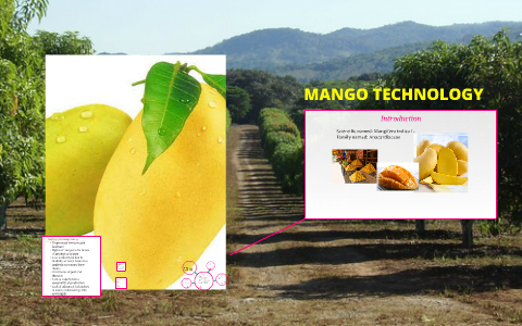 MANGO TECHNOLOGY by Jojemar Camu