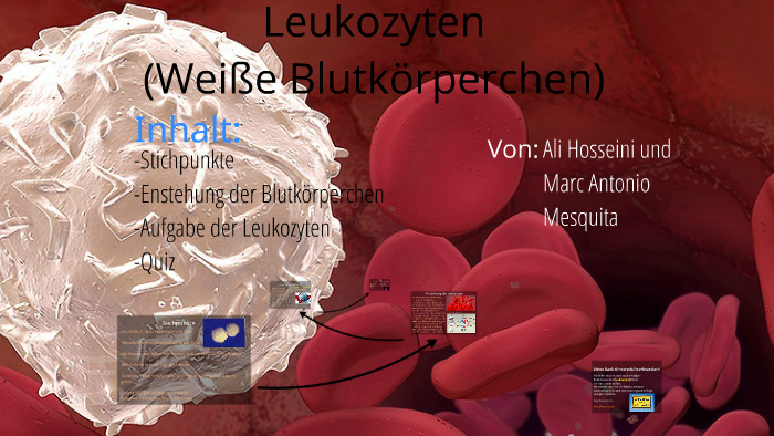 Arten Von Weißen Blutkörperchen