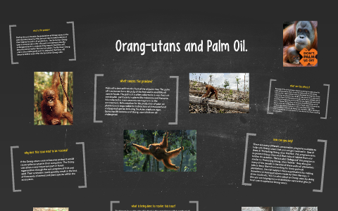 Orang-utans and Palm Oil. by on Prezi