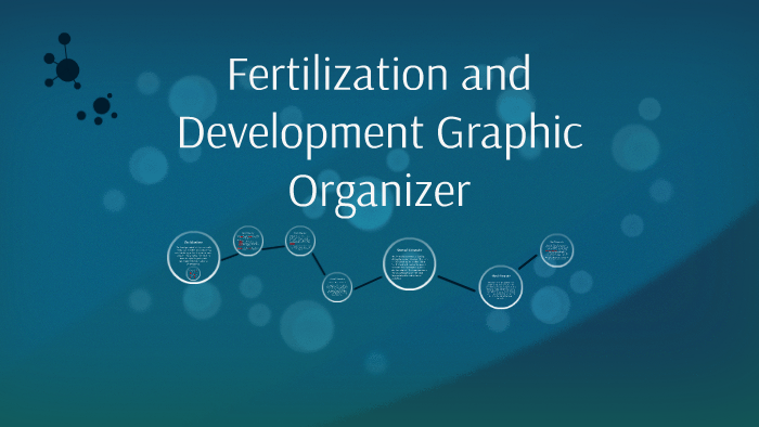 Fertilization and Development Graphic Organizer by Allison M on Prezi