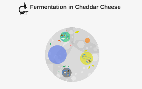 Fermentation in Cheddar Cheese by Sydney Chomicz on Prezi