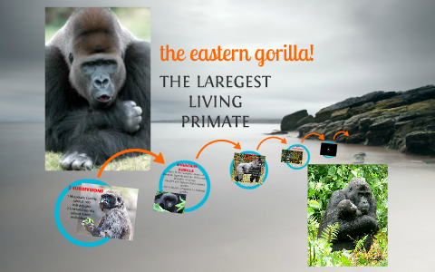 EASTERN GORILLA by michael prisby on Prezi