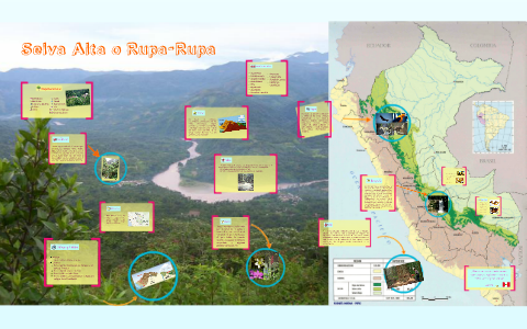 Selva Alta o Rupa-Rupa by Kiara Linares Suarez on Prezi