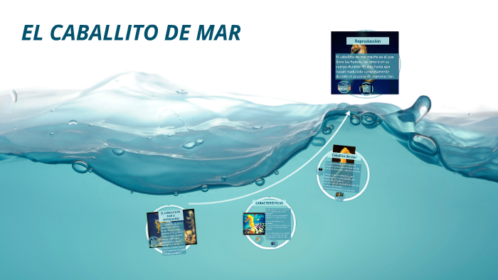 EL CABALLITO DE MAR by leidy barahona on Prezi