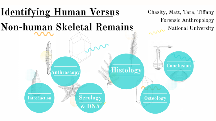 Identifying human versus non-human skeletal remains by matt chapman on ...