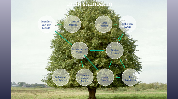 stamboom by imte joosten on Prezi