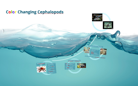 Color Changing Cephalopods by on Prezi