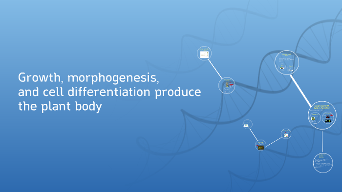 Growth, morphogenesis, by 정인 이 on Prezi