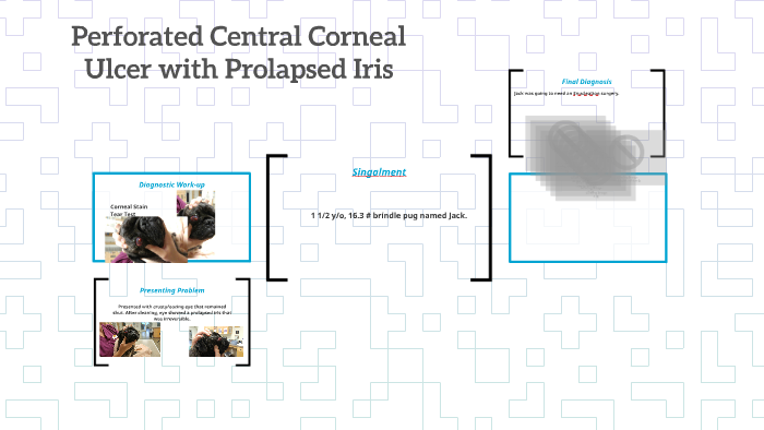 Perforated Central Corneal Ulcer with Prolapsed Iris by Cheyenne Short ...