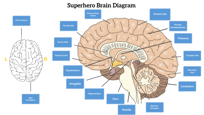 Superhero Brain Diagram by tataly v. on Prezi