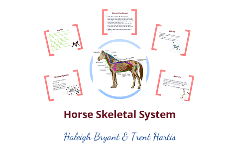 Skeletal System of a Horse by Haleigh Bryant on Prezi
