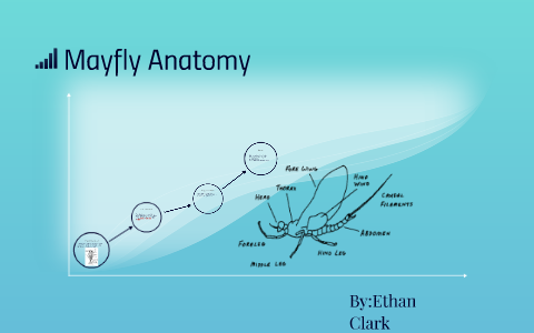 Mayfly Anatomy by Ethan Oney on Prezi