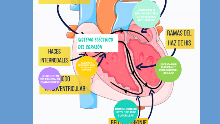 SISTEMA ELECTRICO DEL CORAZÓN by Rosangela Tapia on Prezi