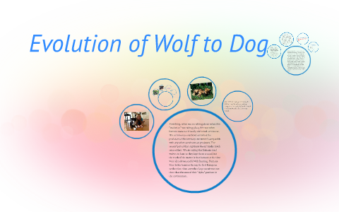 Evolution of Wolf to Dog by Vada F