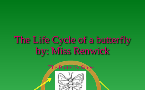 The Life Cycle of a butterfly. by Amy Renwick