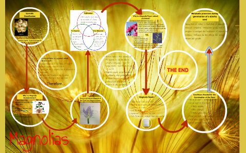 Magnolias by Shivali Sachdeva on Prezi