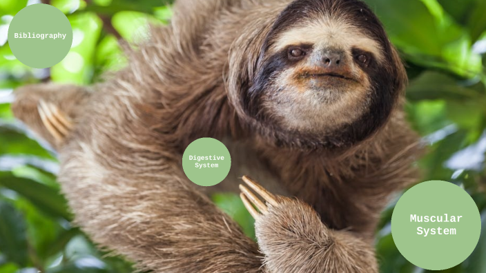 Comparing Human and Sloth Organ Systems by Bella Maldonado on Prezi