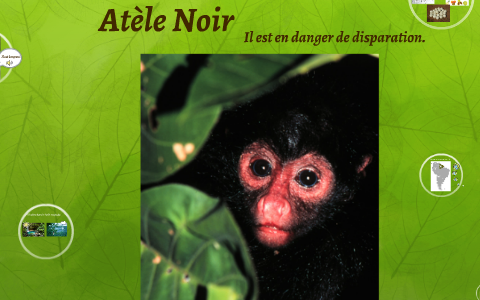 Ate by molly barkasy on Prezi